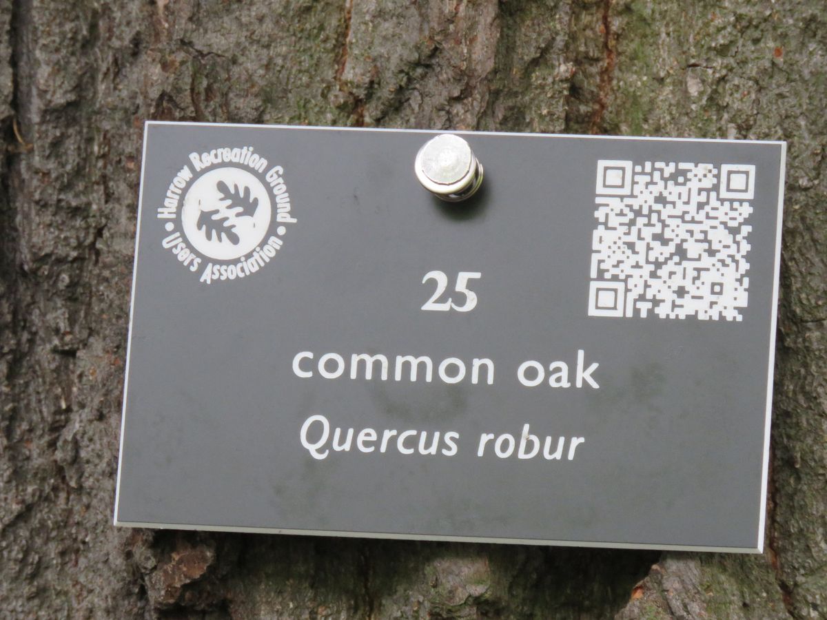 Harrow Rec Tree Awareness Project